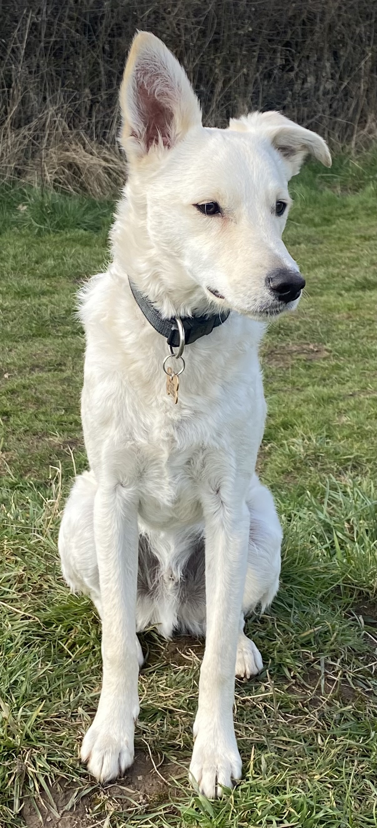 Marcus and dad – The ongoing honest story of adopting a Romanian Rescue ...